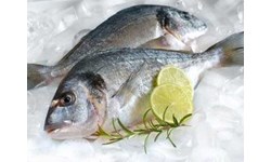 Jual Ikan Beku harga termurah untuk bisnis September 2025