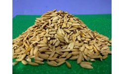 Jual Gabah di Kota Surabaya , Jawa Timur harga termurah untuk bisnis ...