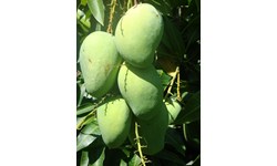 Jual Buah Mangga Madu Anggur harga termurah untuk bisnis Mei 2025