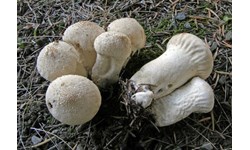 Jual Jamur Bulat harga termurah untuk bisnis September 2025